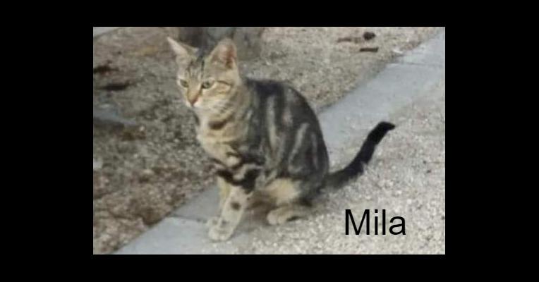 Mila - Les Chats-Pitresdelavi-Ste - Animal Webaction