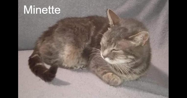 Minette - Hungry Cats14 - Animal Webaction