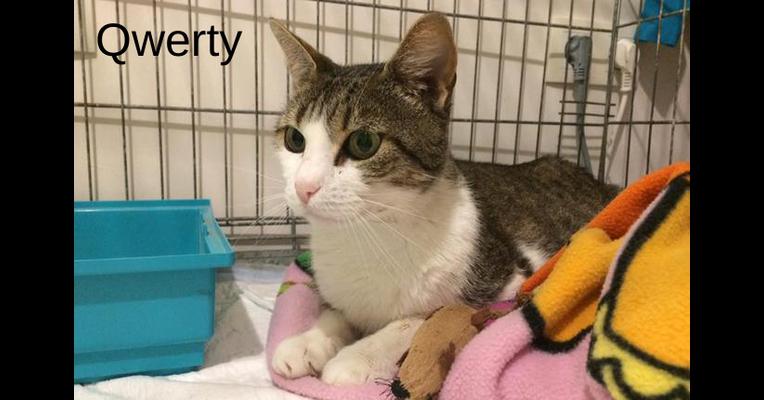 Qwerty - Ecole du Chat Libre de Caillerot - Animal Webaction