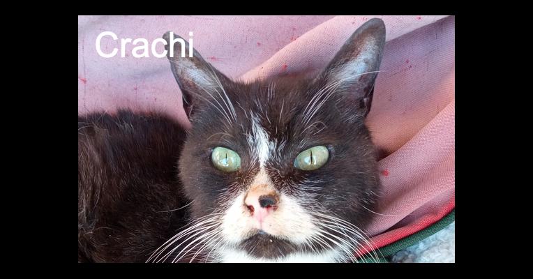 Crachi - Ecole du Chat Libre de Caillerot - Animal Webaction