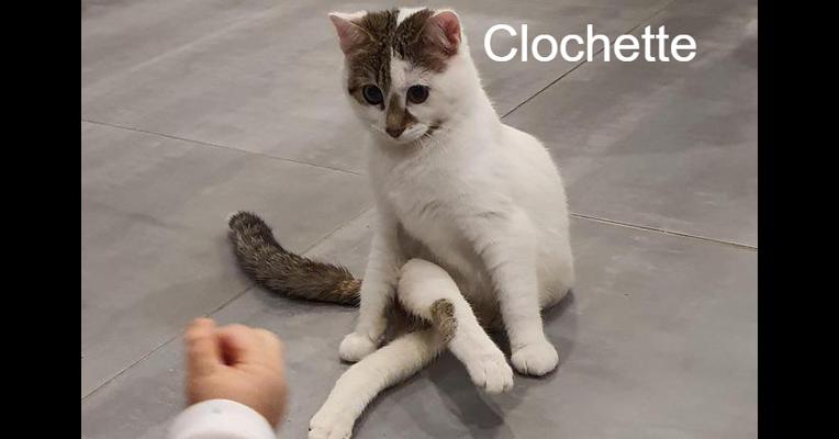 Clochette - La Patte de l'Espoir 57 - Animal Webaction