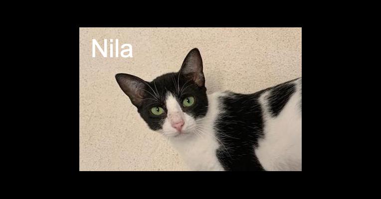 Nila - Association des Chats Camarguais - Animal Webaction