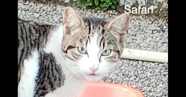 Safari - L'Arche de Namasté - Animal Webaction