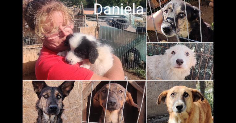 SOS 250 dogs Romania - Daniela Elena Sandoiu - Animal Webaction