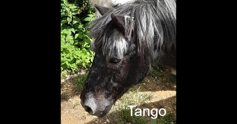 Tango - SOS Equidés - Animal Webaction