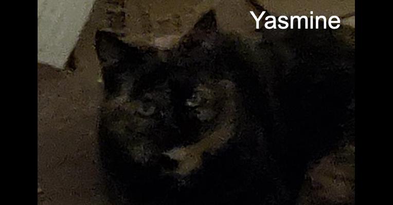 Yasmine - L'Arche de Namasté - Animal Webaction