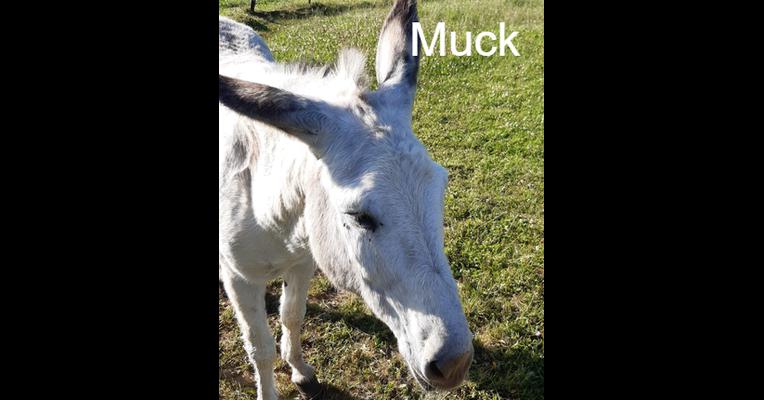 Muck - SOS Equidés - Animal Webaction
