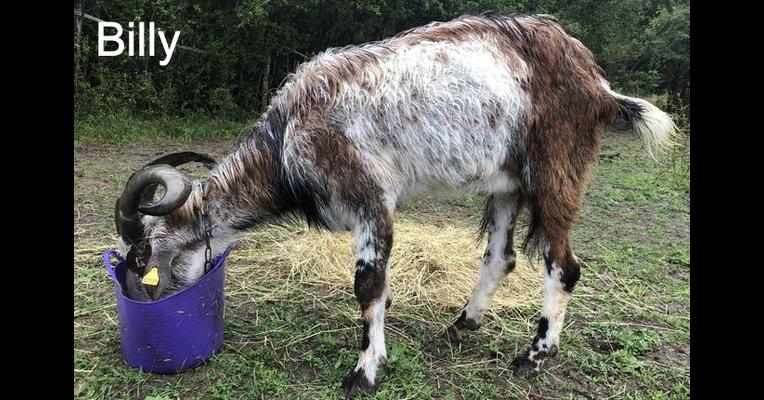 Billy - Les Chevaux d'Elo - Animal Webaction