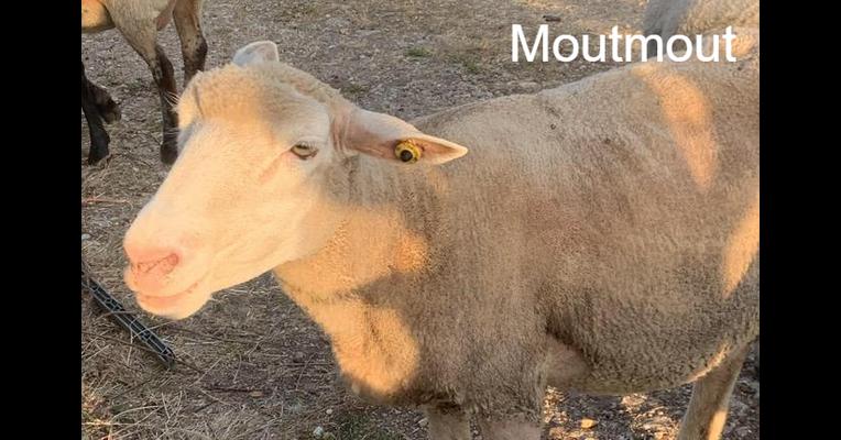 Moutmout - Espoir au Galop - Animal Webaction