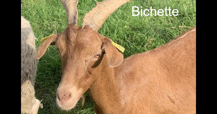 Bichette - Espoir au Galop - Animal Webaction