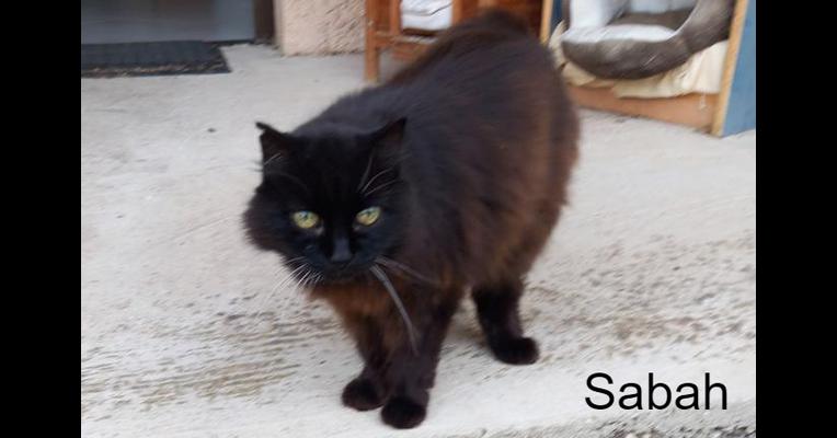 Sabah - L'Ecole du Chat Istreen - Animal Webaction