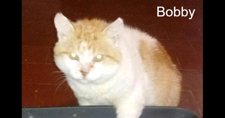 Bobby - Chatsociation71 - Animal Webaction