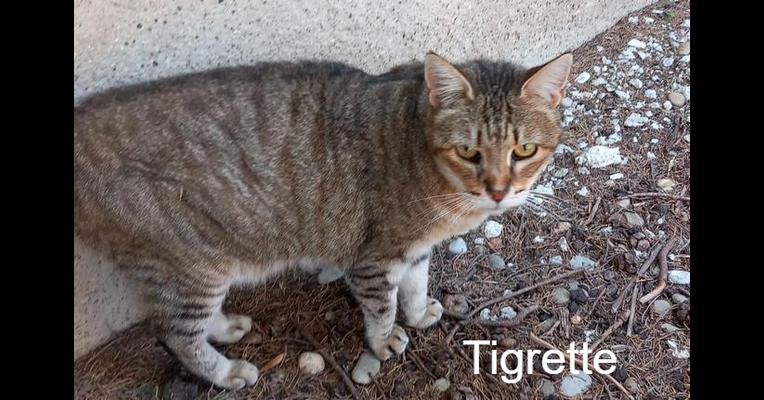 Tigrette - L'Ecole du Chat Istreen - Animal Webaction