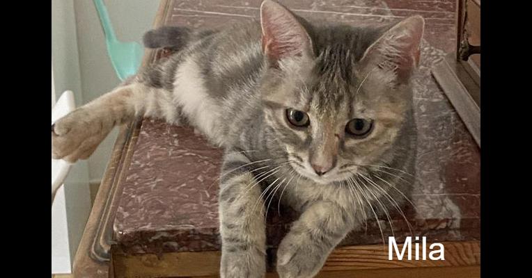 Mila - APATE - Animal Webaction
