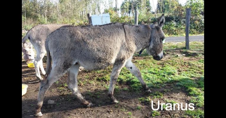 Uranus - ADADA - Animal Webaction