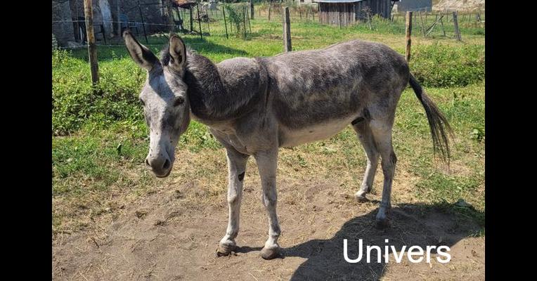 Univers - ADADA - Animal Webaction