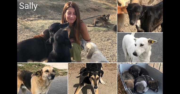SOS street dogs Morocco - Sanctuaire de la Faune de Tanger (SFT ...