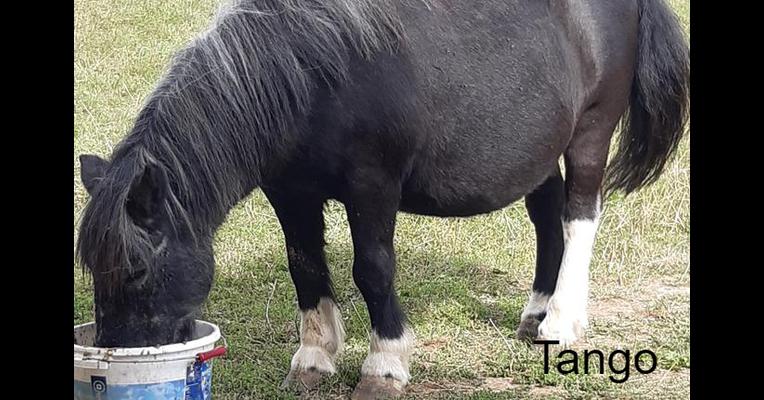 Tango - SOS Equidés - Animal Webaction