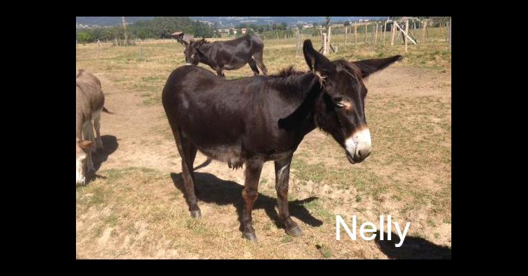 Nelly - ADADA - Animal Webaction
