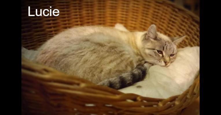 Lucie - Lita - Animal Webaction