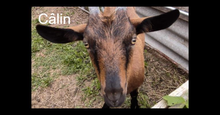 Câlin - HELP - Animal Webaction