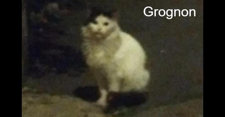 Grognon - Association Animaux Errants Economie - Animal Webaction