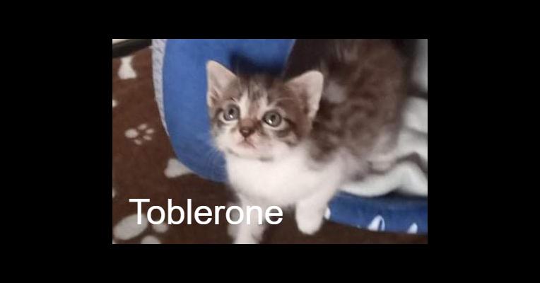 Toblerone - Hungry Cats14 - Animal Webaction