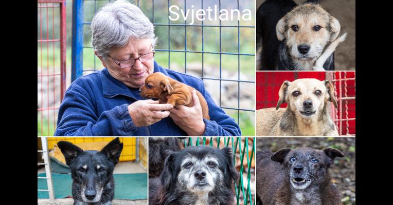 SOS 135 dogs Bosnia - Azil za pse"Poslednja oaza" - Animal Webaction