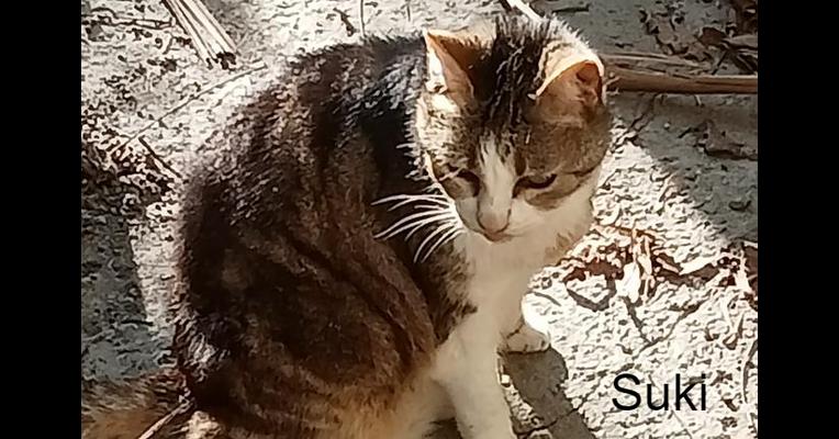 Suki - Leschatsmartinois - Animal Webaction