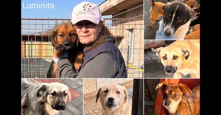 SOS 158 Chiens Roumanie - Associtia Axi Hope Romania - Animal Webaction