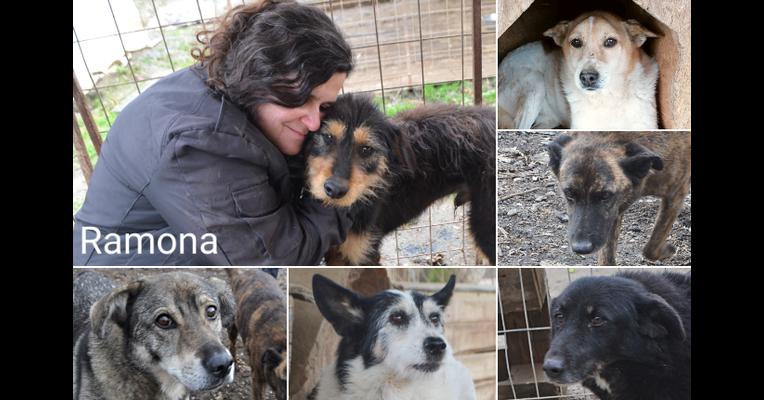 SOS 290 dogs Romania - asociatia centrul de formare pentru activitati ...