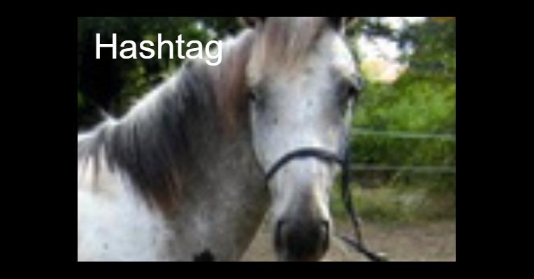 Hashtag - Arche et Relais - Animal Webaction