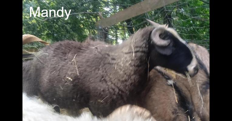Mandy - Ulyan - Animal Webaction