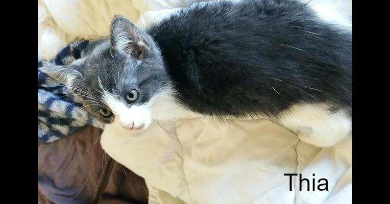 Thia - Les Chats de Cooper - Animal Webaction