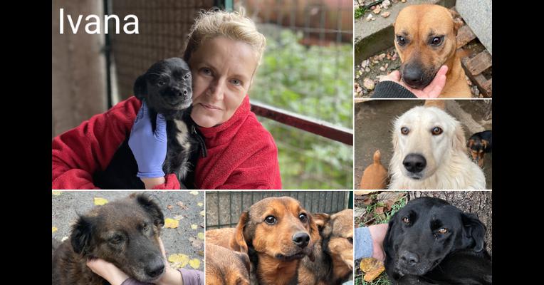 SOS dogs Serbia - Ivana Nikolić - Animal Webaction