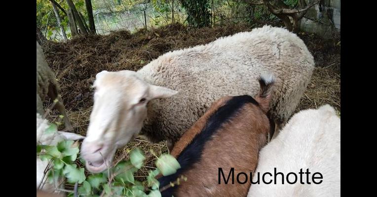 Mouchotte - Ulyan - Animal Webaction