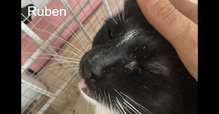 Ruben - Cosette - Animal Webaction