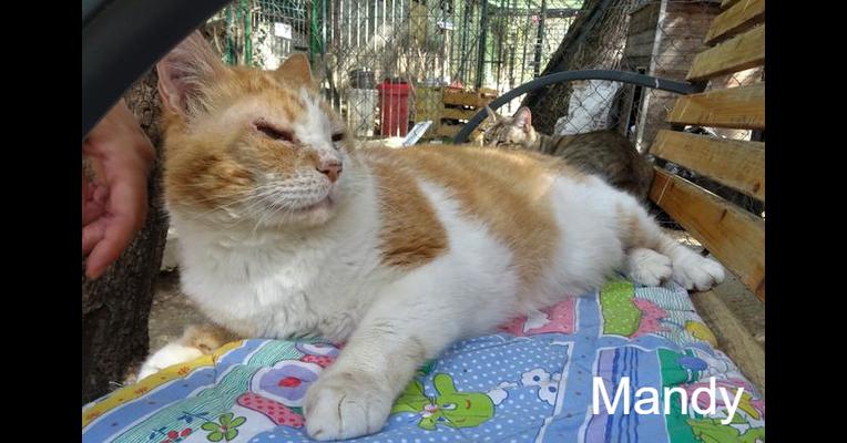 Mandy - ANIMAL ATTITUDE - Animal Webaction