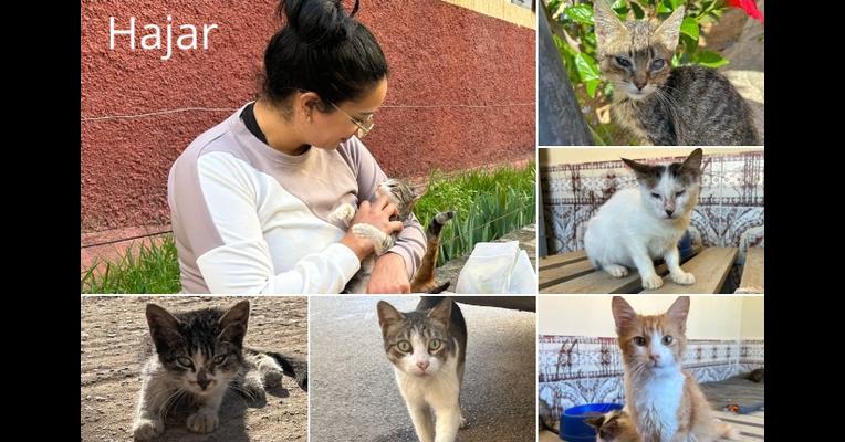 SOS cats Morocco - Hajar Aourz - Animal Webaction