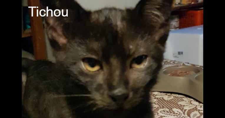 Tichou - Des Cœurs pour les Pattes du 93 - Animal Webaction