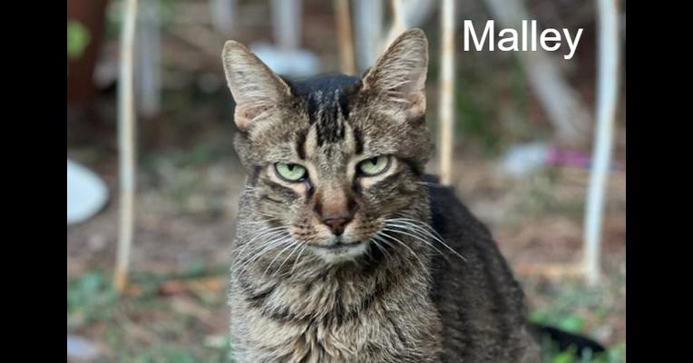 Malley - ANIMAL ATTITUDE - Animal Webaction