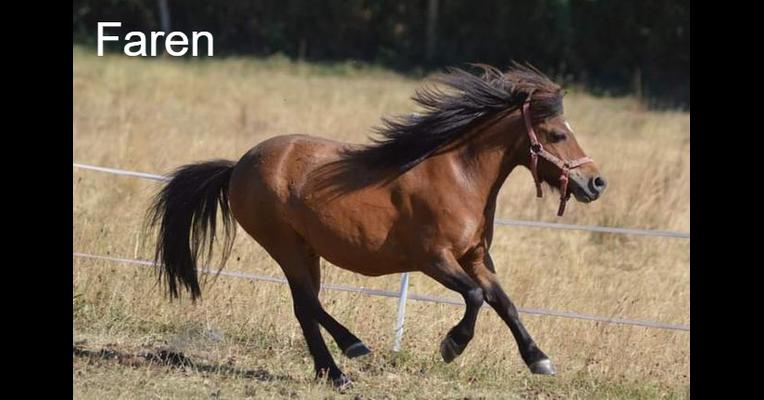 Faren - Syrou - Animal Webaction
