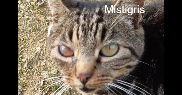 Mistigris - SOS Equidés - Animal Webaction
