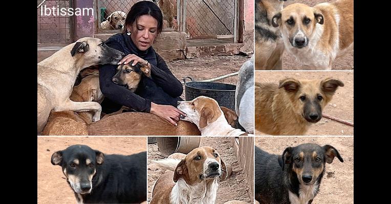 SOS 180 dogs Morocco - Help Adopt Moroccan Animals - Animal Webaction