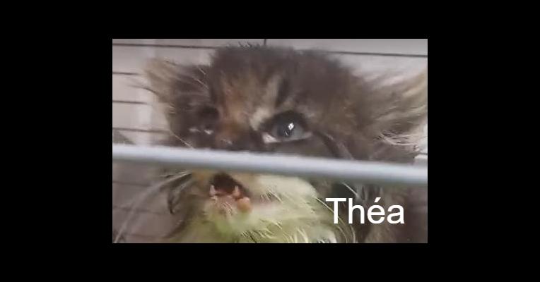 Théa - AACE - Animal Webaction