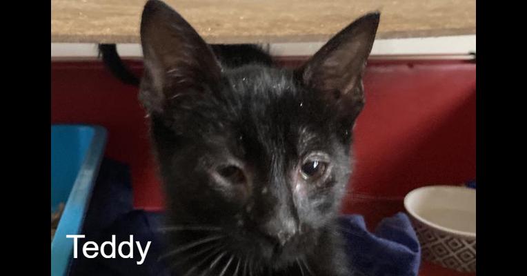 Teddy - Association C.A.T.S. Chat Animal Terrien Solidarité - Animal ...