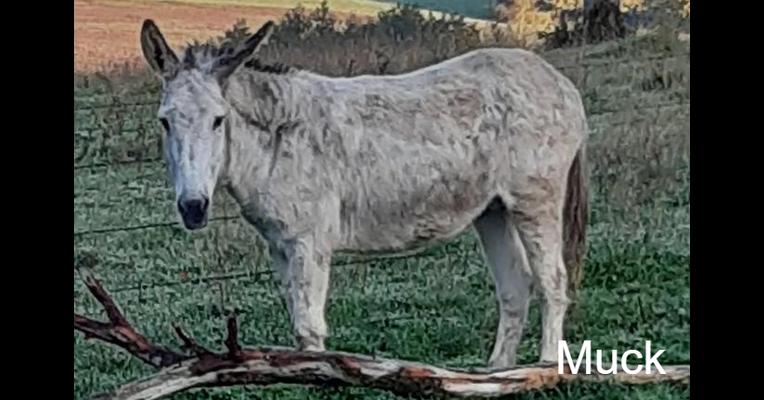 Muck - SOS Equidés - Animal Webaction