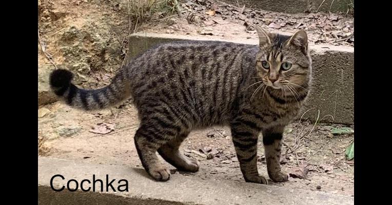 Cochka - Univers Libre - Animal Webaction