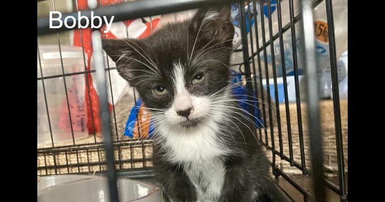 Bobby - Association C.A.T.S. Chat Animal Terrien Solidarité - Animal ...