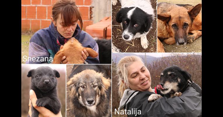 SOS 150 Serbian dogs - Serbian Society for the Protection of Animals ...